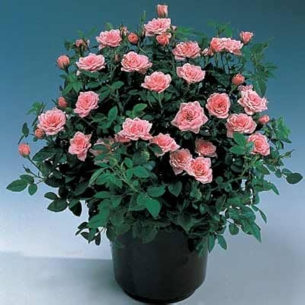 Miniature Rose (Rosa spp.) – Button Rose – Greenery Plants Mart