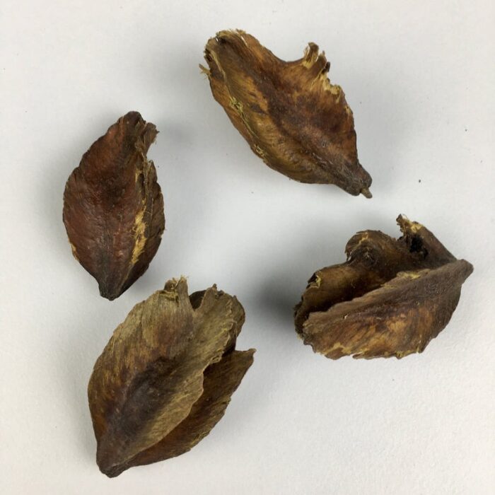 Terminalia Arjuna (Arjun Tree) – 0.5 kg Seeds – Greenery Plants Mart